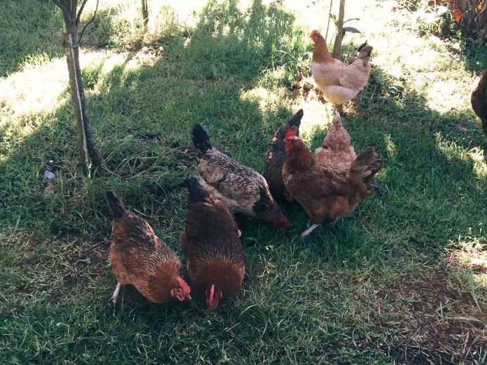 All you need to know about WWOOFing in New Zealand