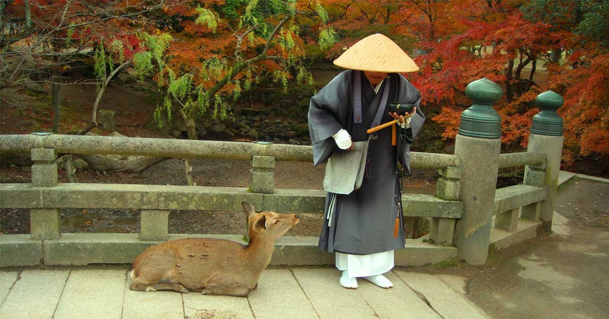 Things to do in Nara: deers, temples, and food