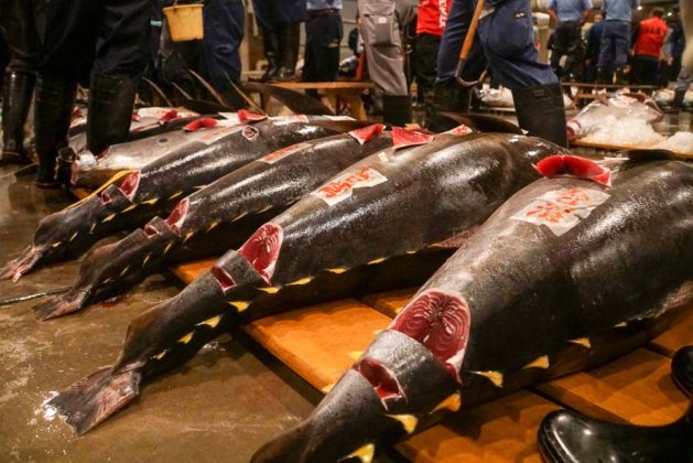 Osaka Central Fish Market — The Alternative Tsukiji Experience