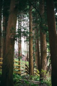 Ulleungdo: The Secret Island in Korea