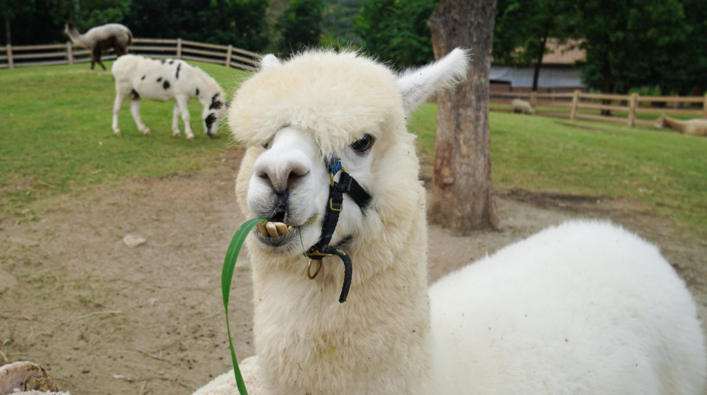 The Ultimate Guide for Things to Do in Khao Yai — 25 Incredible ...