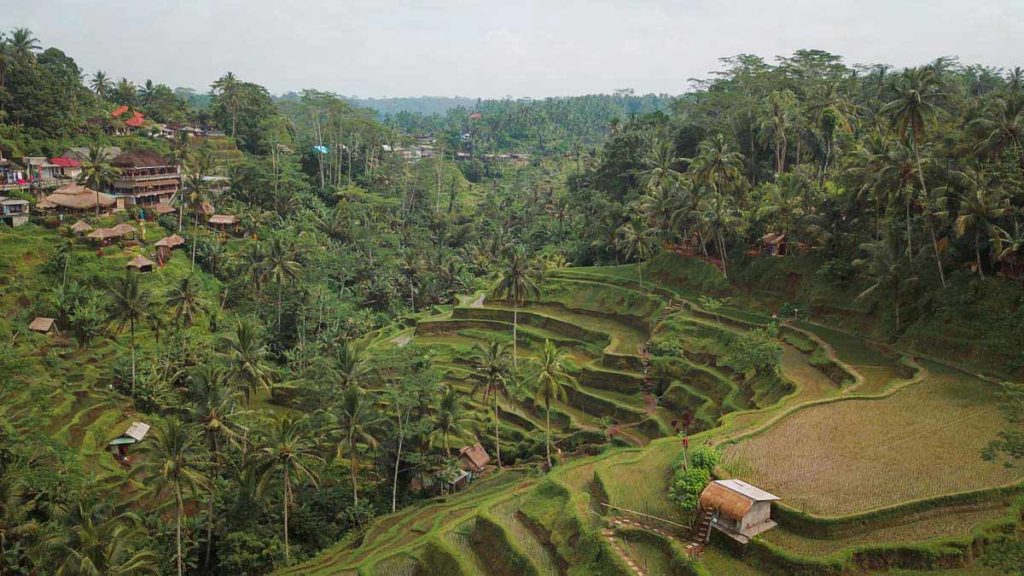 Ubud Travel Guide — All the Must-Eat-See-Dos in Ubud