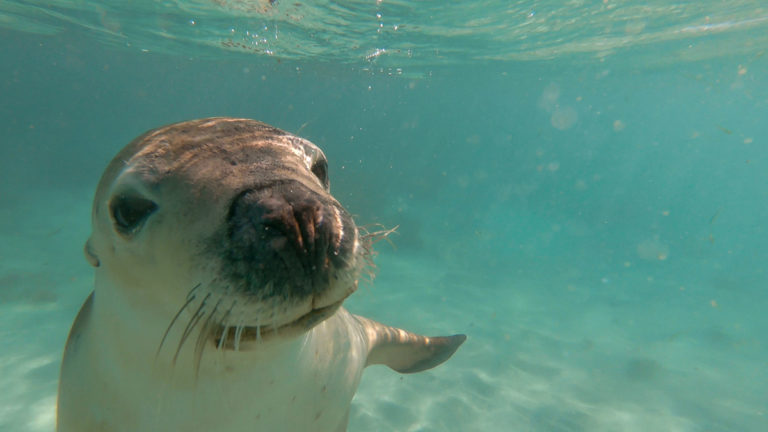 The Great Western Australia Bucket List: 19 Experiences and Day Trips ...