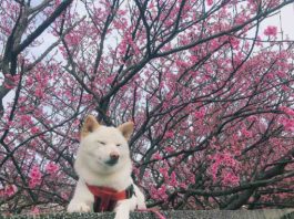 Ultimate Taiwan Spring Guide 2023 — Best Places to See Cherry Blossoms ...
