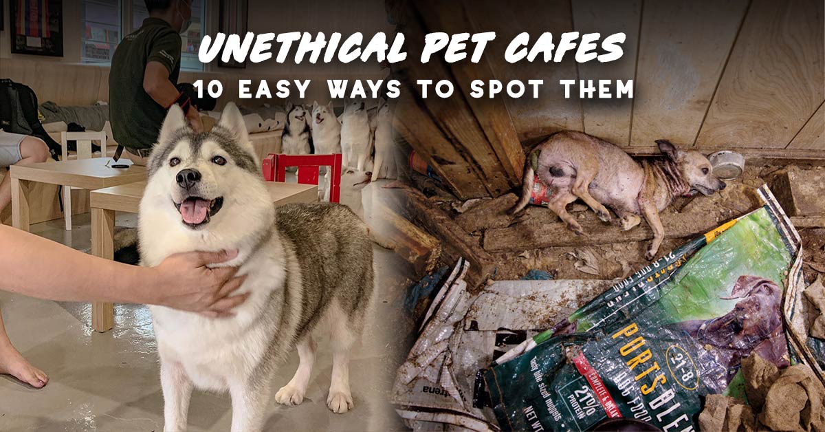 10 Red Flags to Look Out for When Visiting An Animal Cafe