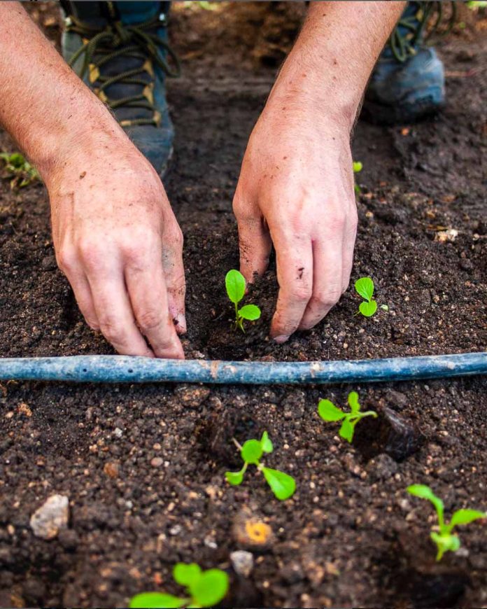 Visit the New Singapore Garden Oasis Tucked Away in a 51-Storey Skyscraper