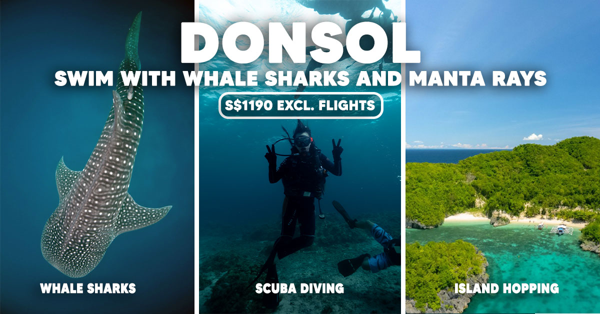 6D Donsol Whale Shark Diving Expedition, Philippines — TTI Experiences
