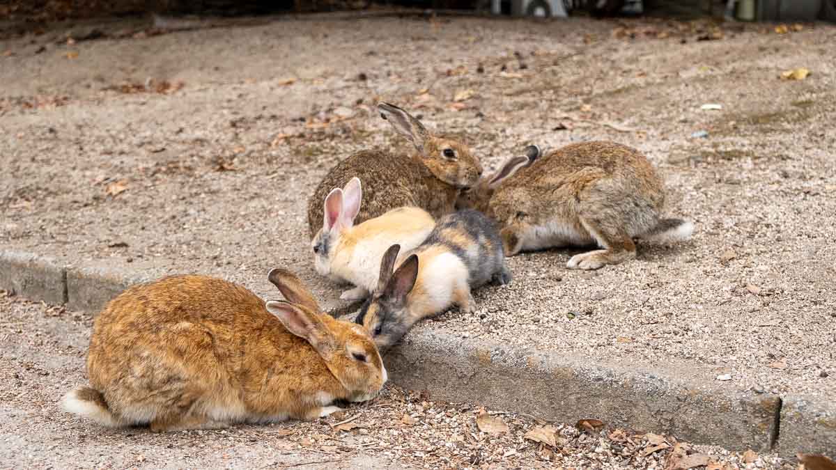 Hiroshima and San’in Guide — Going Beyond Tokyo/Osaka to Find Japan’s ...