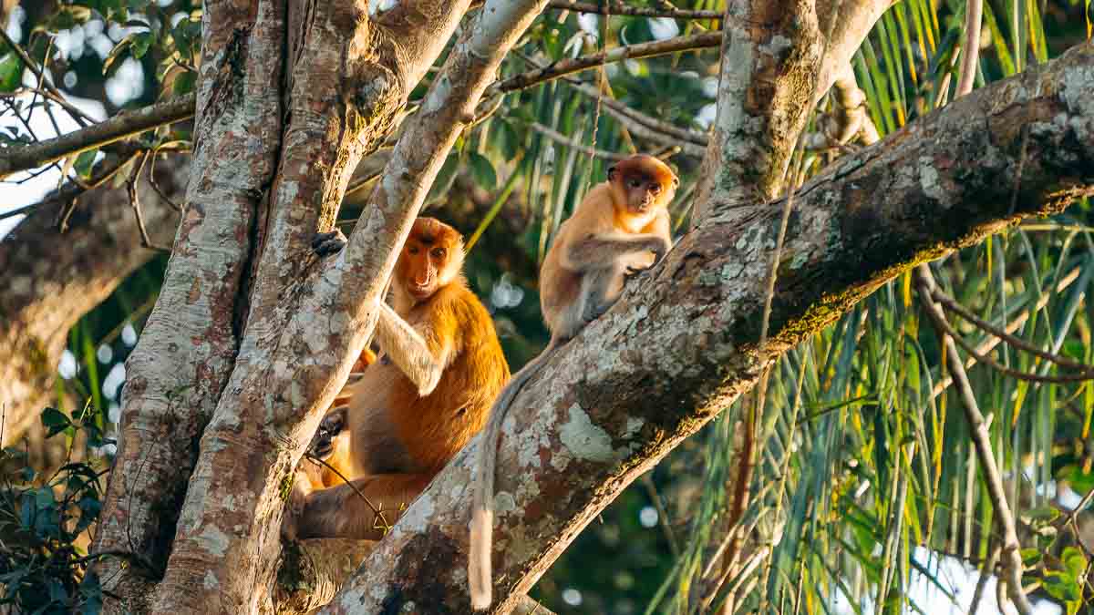 20 Things to Eat-See-Do in Sabah’s Capital Besides Climbing Mount Kinabalu