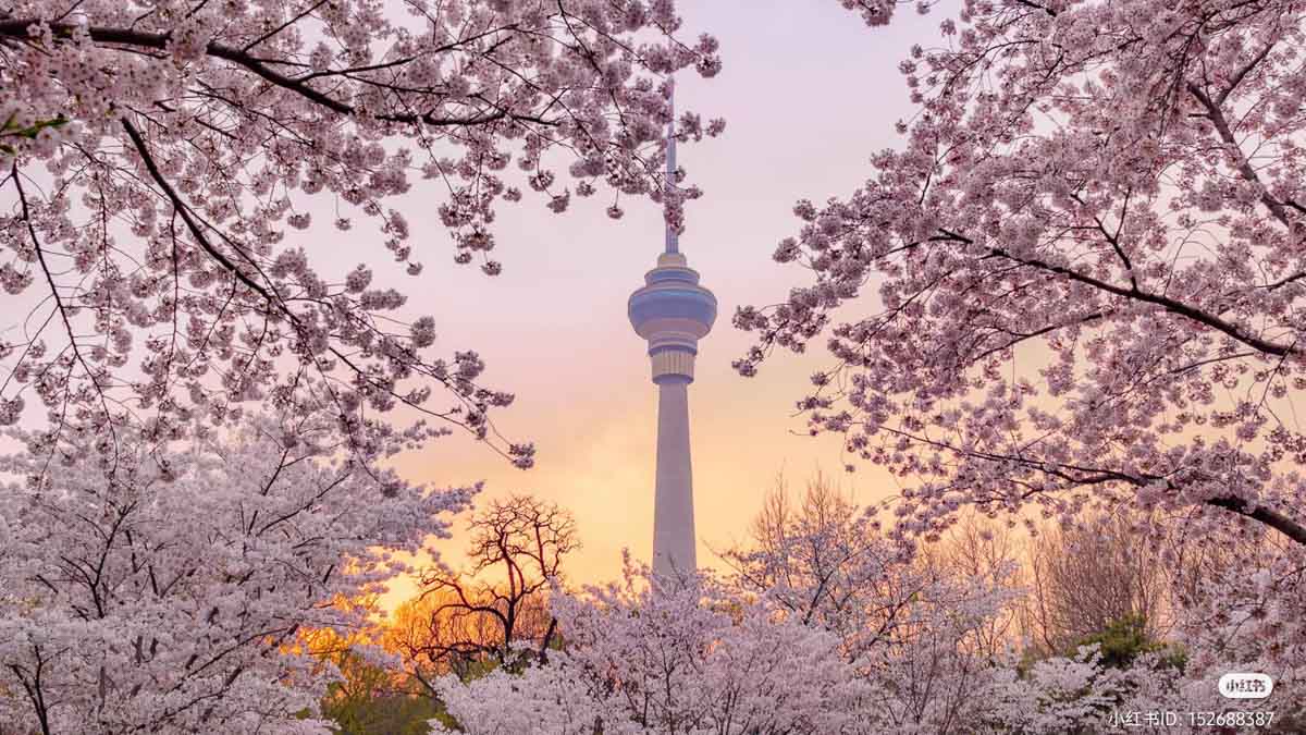 Where to See Cherry Blossoms Outside Japan — The Ultimate 2025 Guide