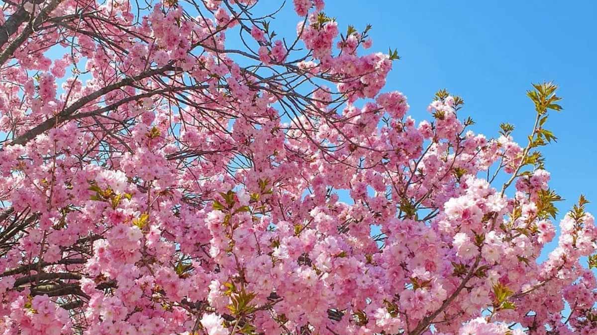 Where to See Cherry Blossoms Outside Japan — The Ultimate 2025 Guide