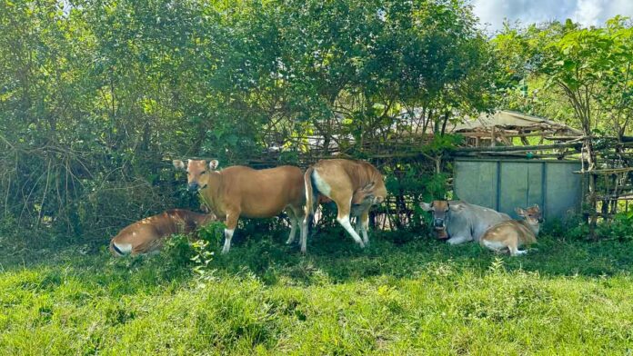 First-timer's Guide to Climbing Mt. Rinjani — One of Indonesia’s ...