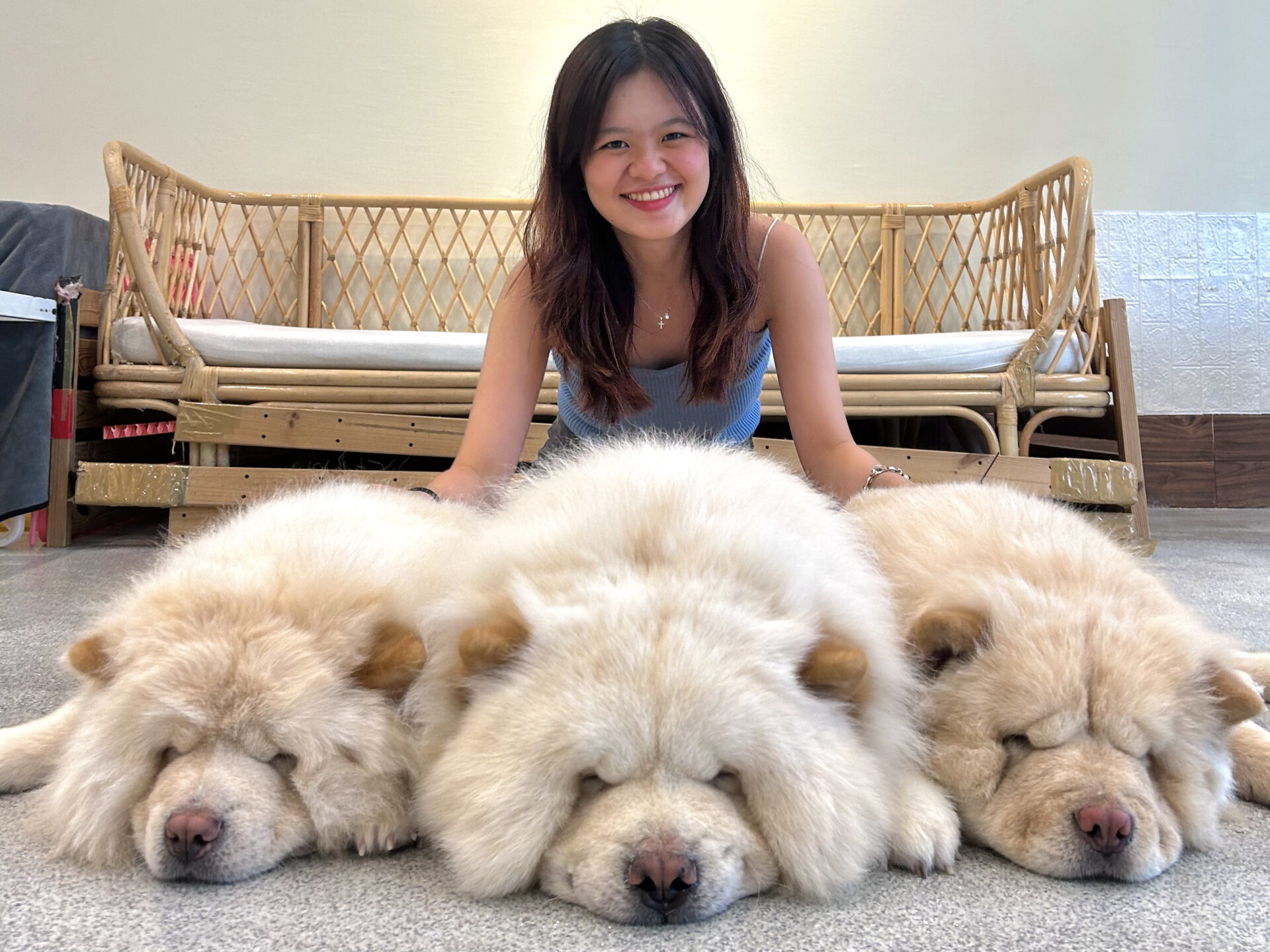 Chill ‘N Chow Cafe — A Dog Cafe in Mount Austin with Fluffy Chow Chows