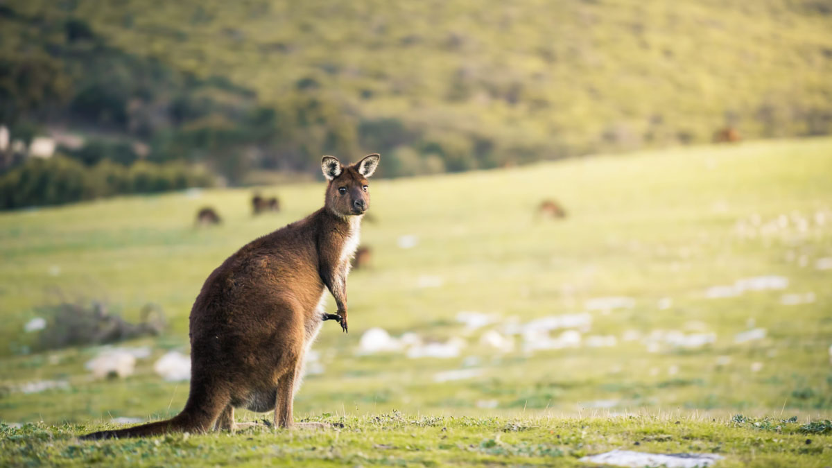 Kangaroo Island Guide — 9 Things to Do on This Paradise Just 3 Hours ...