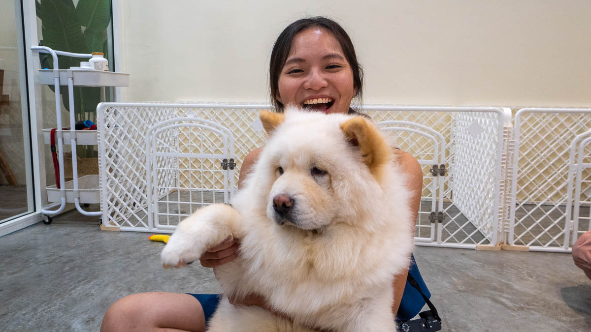 Chill ‘N Chow Cafe — A Dog Cafe in Mount Austin with Fluffy Chow Chows