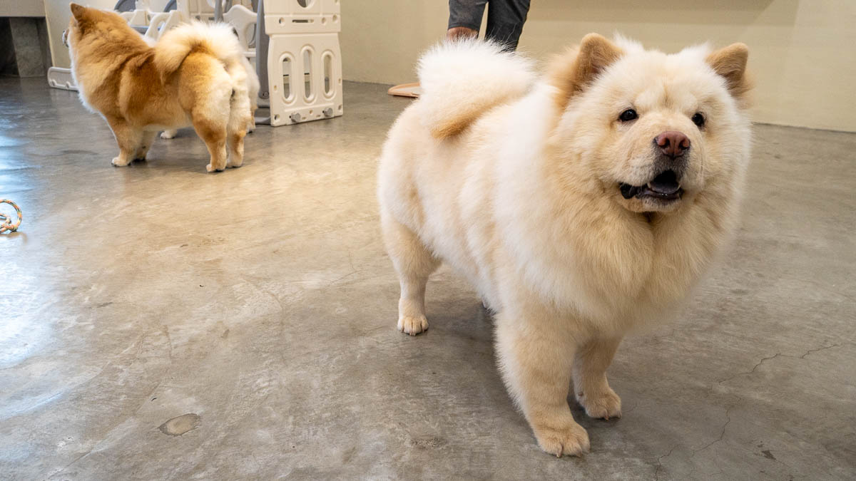 Chill ‘N Chow Cafe — A Dog Cafe in Mount Austin with Fluffy Chow Chows