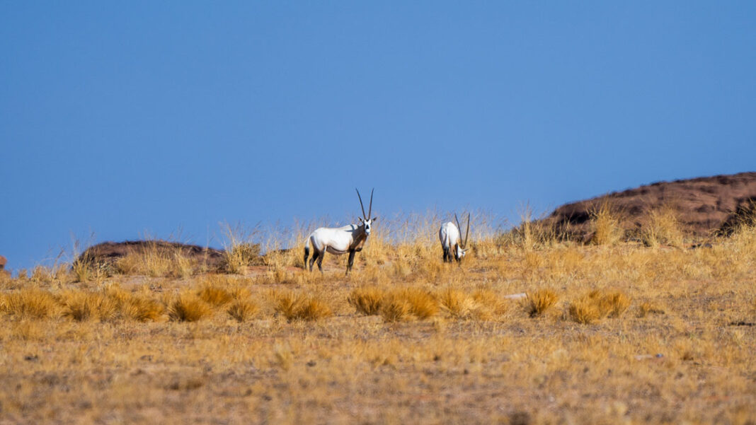 16 Breathtaking Things to Do in Saudi Arabia for a Bucket List Adventure