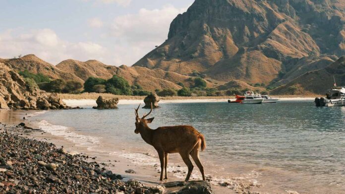 11 Epic Things to Do in Labuan Bajo and Surrounds — Indonesia's Hidden ...