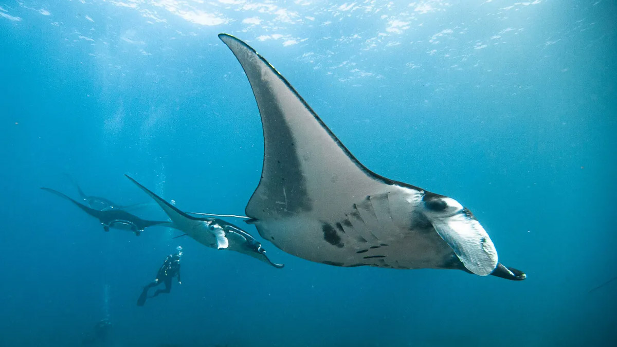 11 Epic Things to Do in Labuan Bajo and Surrounds — Indonesia's Hidden ...