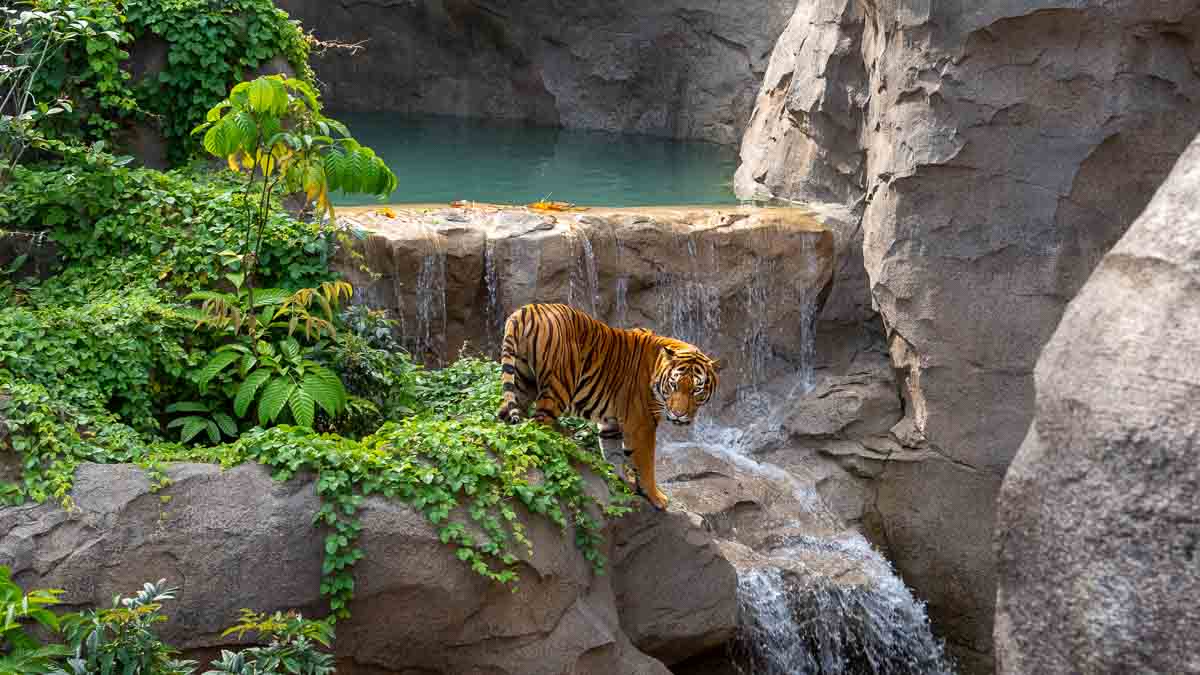Everything to Expect at Rainforest Wild ASIA — Singapore's Wildest ...
