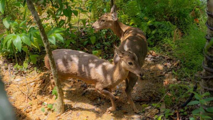 Everything to Expect at Rainforest Wild ASIA — Singapore's Wildest ...