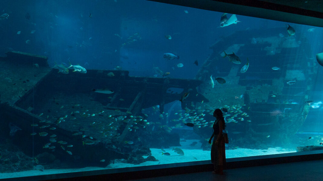 Wave Hello to Singapore Oceanarium from 24 July 2025 — Here's a Sneak ...
