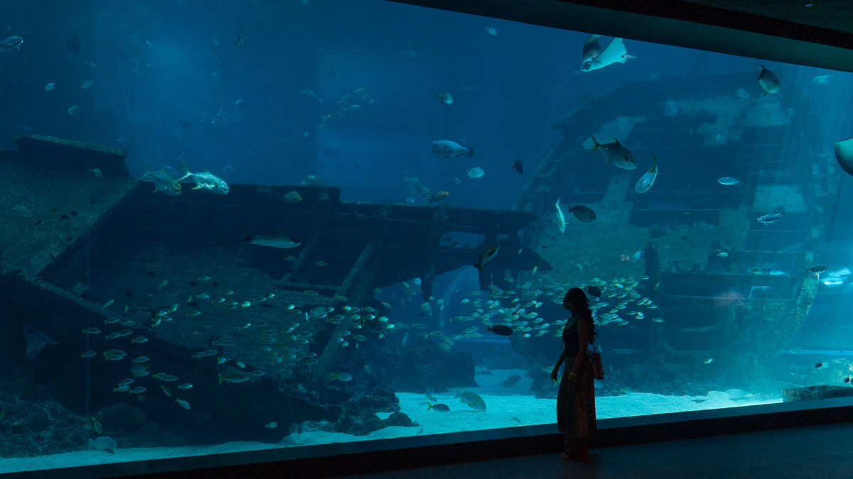 Wave Hello to Singapore Oceanarium from 24 July 2025 — Here's a Sneak ...