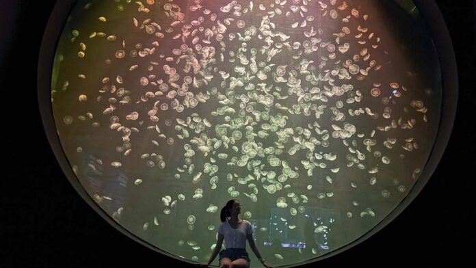 Wave Hello to Singapore Oceanarium from 24 July 2025 — Here's a Sneak ...