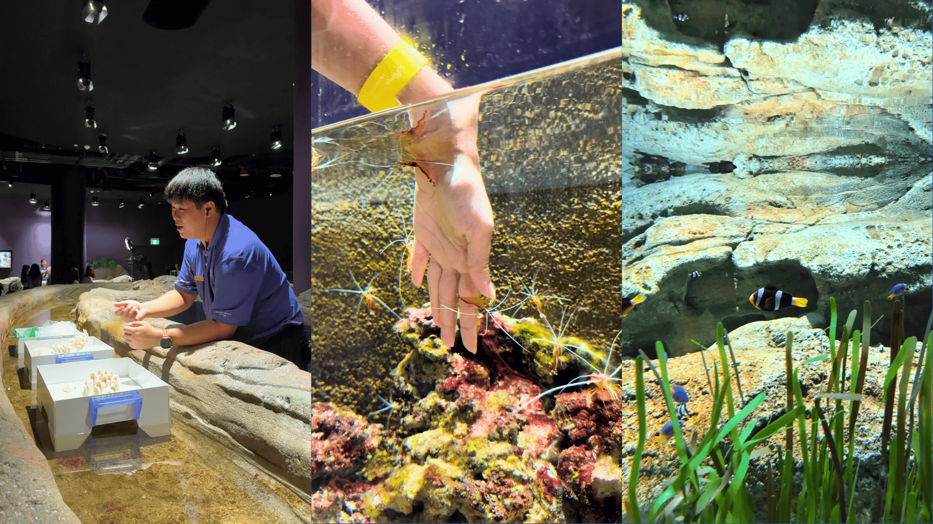 Wave Hello to Singapore Oceanarium from 24 July 2025 — Here's a Sneak ...
