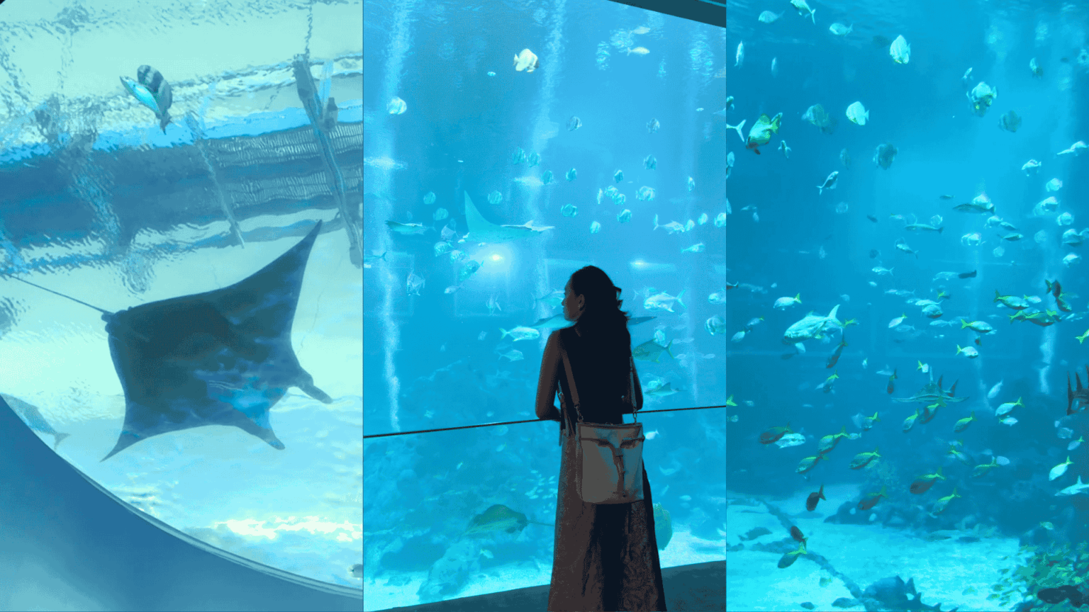 Wave Hello to Singapore Oceanarium from 24 July 2025 — Here's a Sneak ...