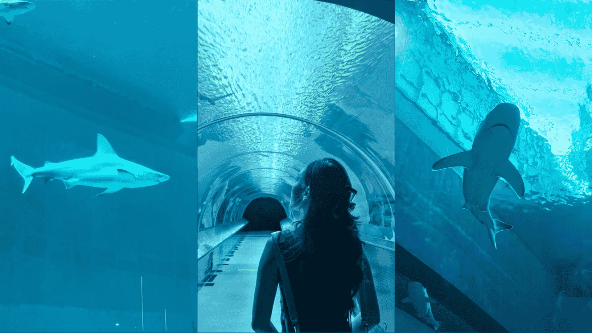 Wave Hello to Singapore Oceanarium from 24 July 2025 — Here's a Sneak ...